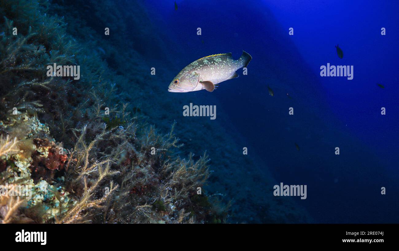 Marine life mediterranean sea grouper hi-res stock photography and ...