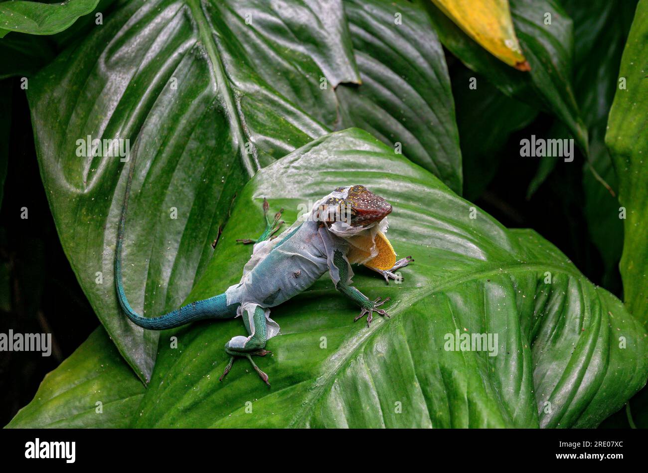 Anolis marmoratus hi-res stock photography and images - Alamy