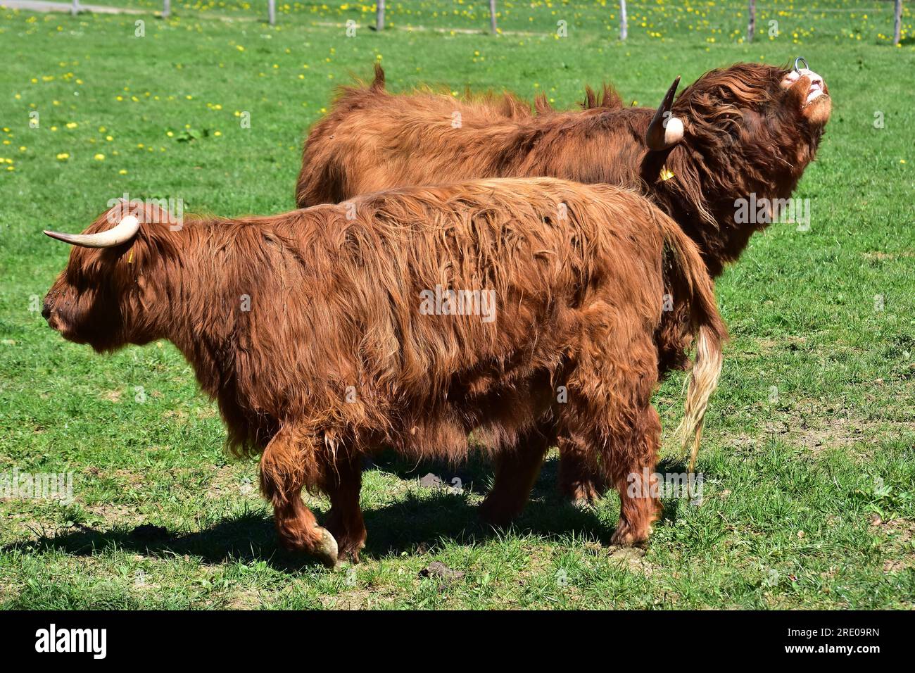 Scottish Highland Cattle - a breeding bull Stock Photo - Alamy
