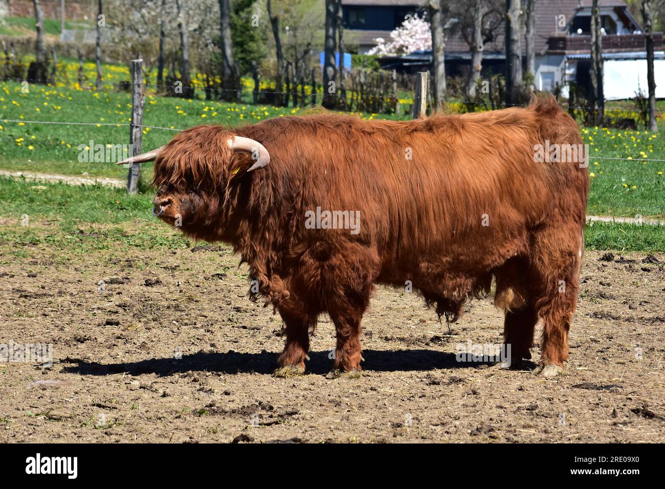 Scottish Highland Cattle - a breeding bull Stock Photo - Alamy
