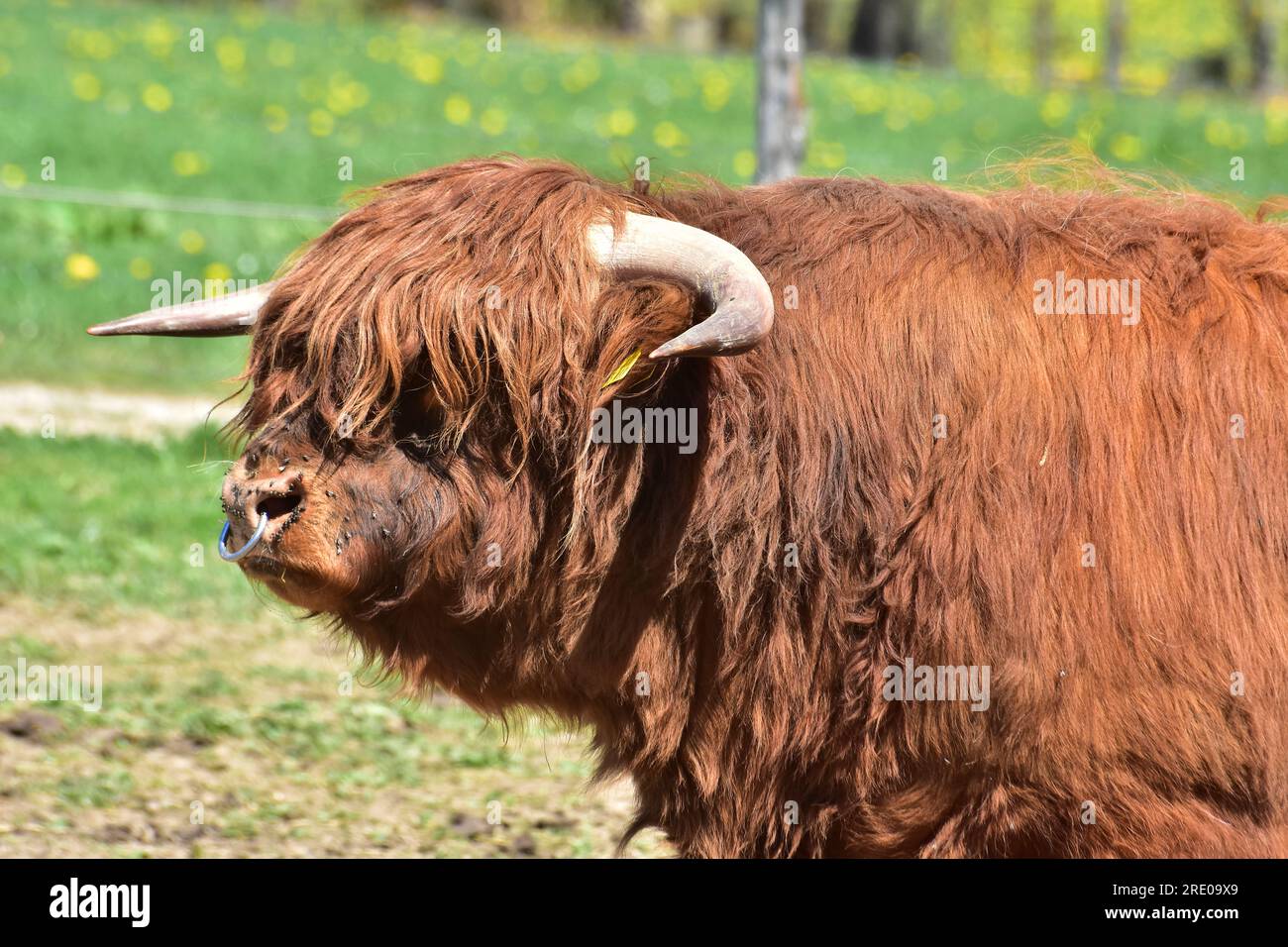 Scottish Highland Cattle - a breeding bull Stock Photo - Alamy
