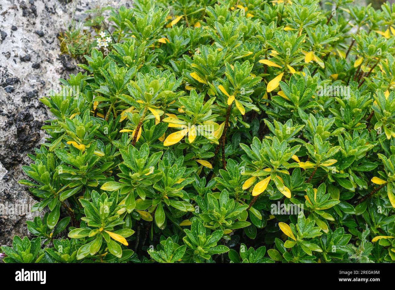 Evergreen shrub with bright green leaves with raindrops in the Picos de ...