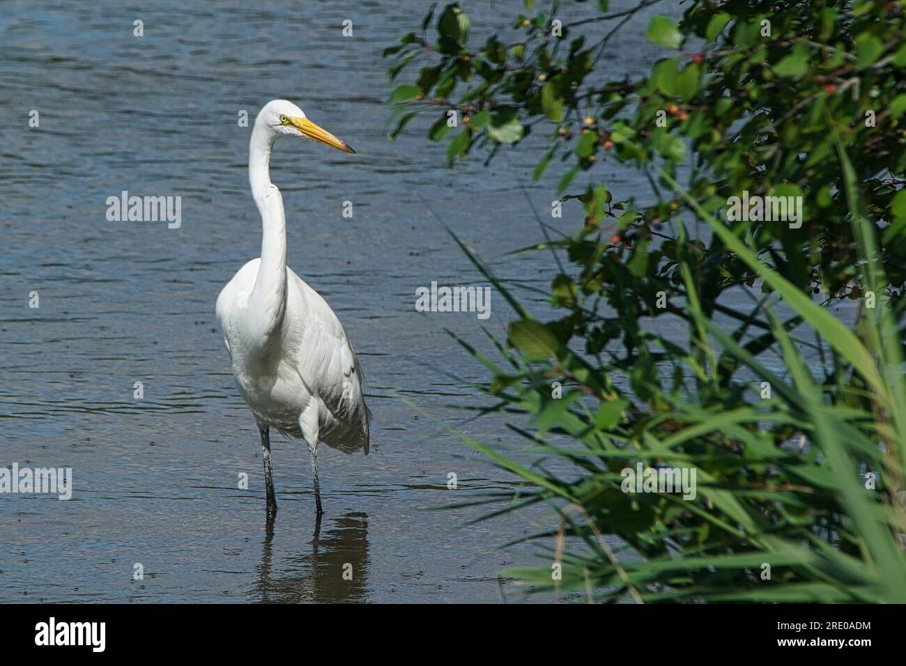 Great white egret feeding in a swamp Stock Photo - Alamy
