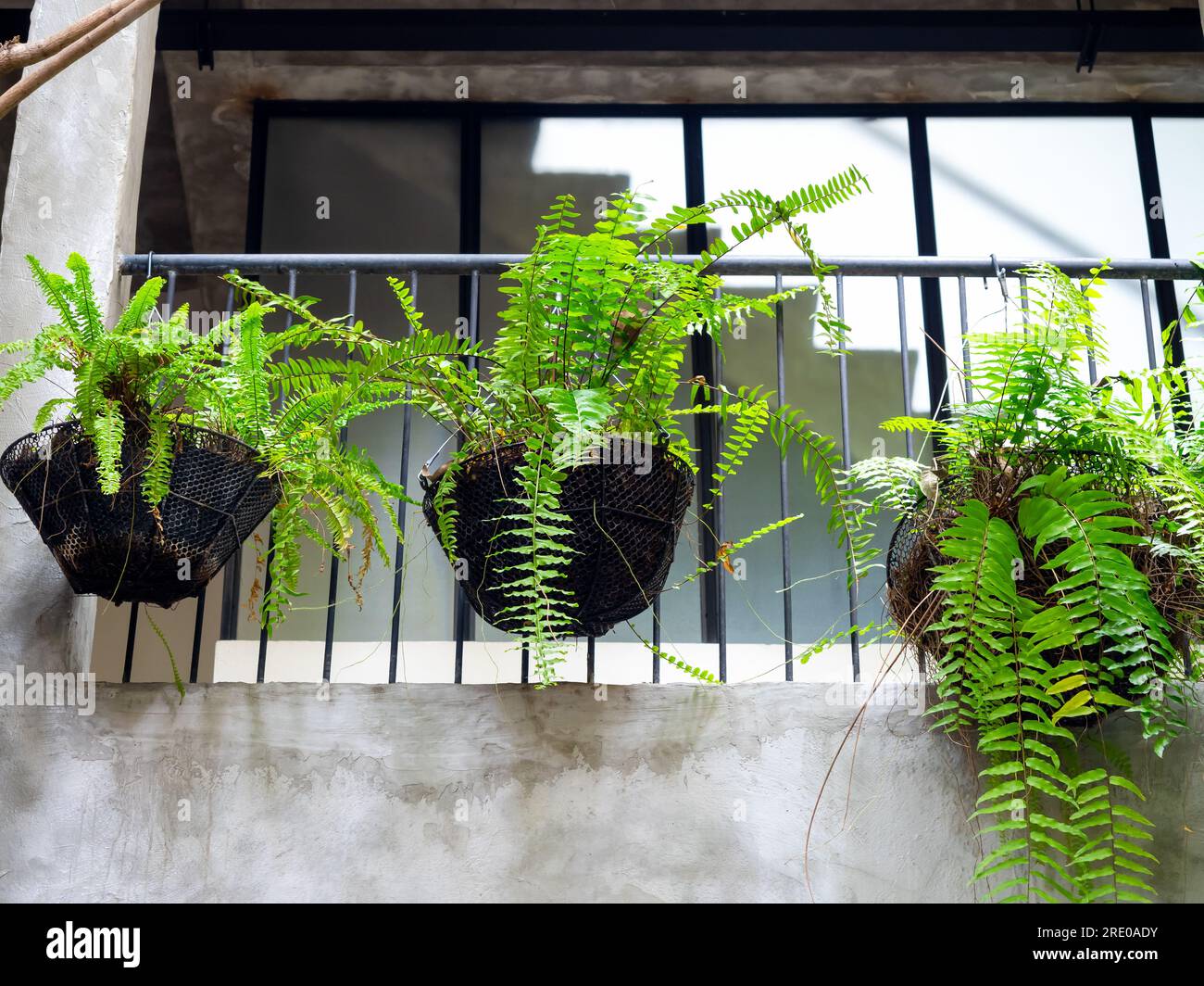 Fresh fern plants in baskets hanging on the terrace on 2nd floor in ...