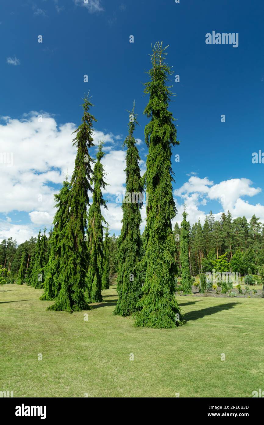 Ilolan Arboretum, Salo, Finland. ja taimisto. Kalkkilantie 1325, 25370 ...