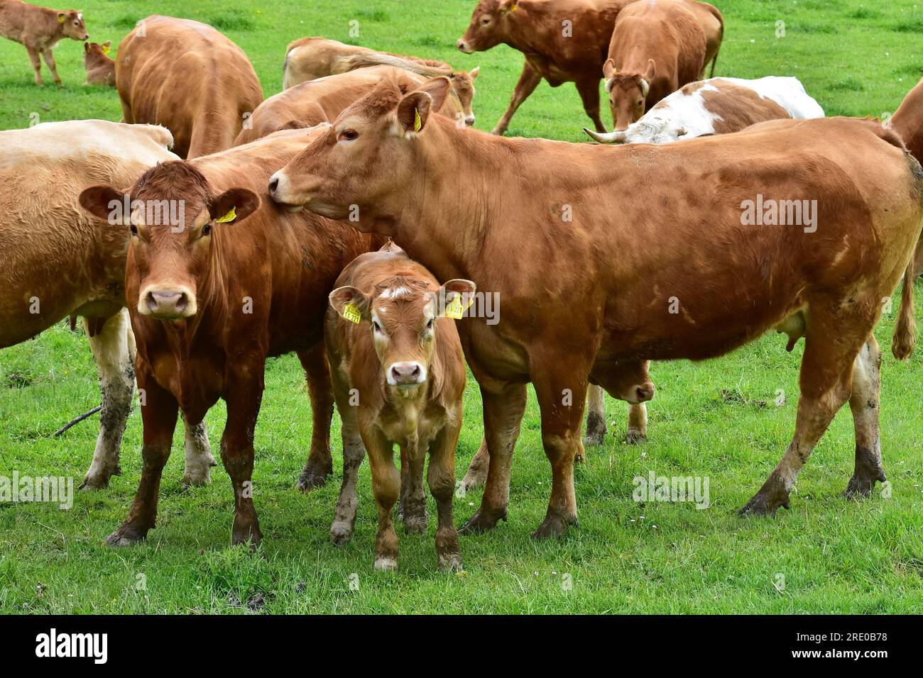 Calves twins hi-res stock photography and images - Alamy