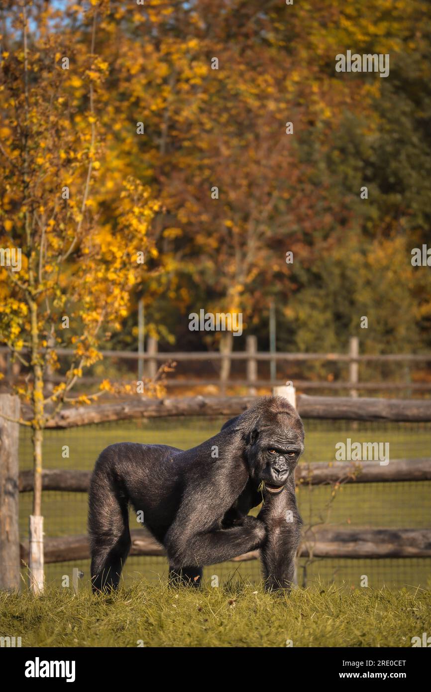 Western Lowland Gorilla in Autumn Zoo. Vertical Portrait of Critically ...
