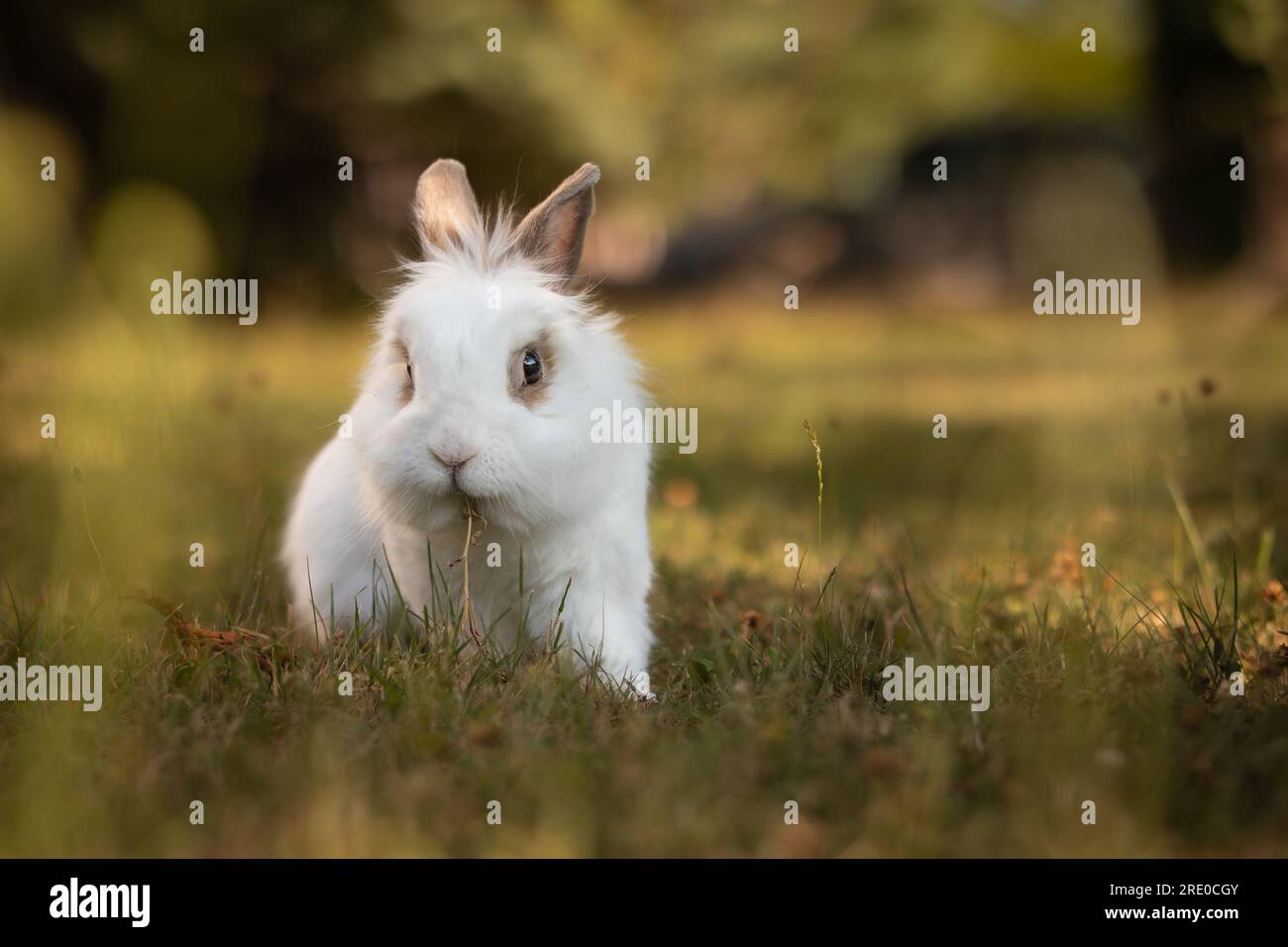 White Lionhead Rabbit in the Garden. Small Cute Furry Domestic Animal ...