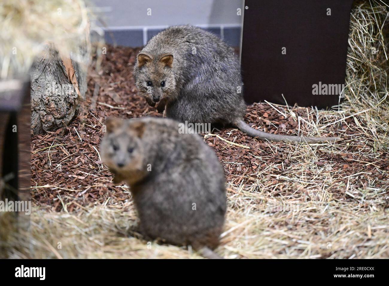 PRODUCTION - 19 July 2023, Baden-Württemberg, Stuttgart: Two quokkas ...