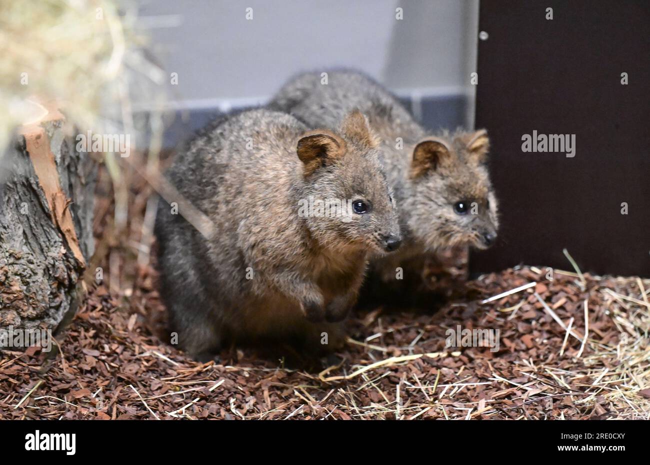 Stuttgart, Germany. 19th July, 2023. Two quokkas from Australia sit in ...
