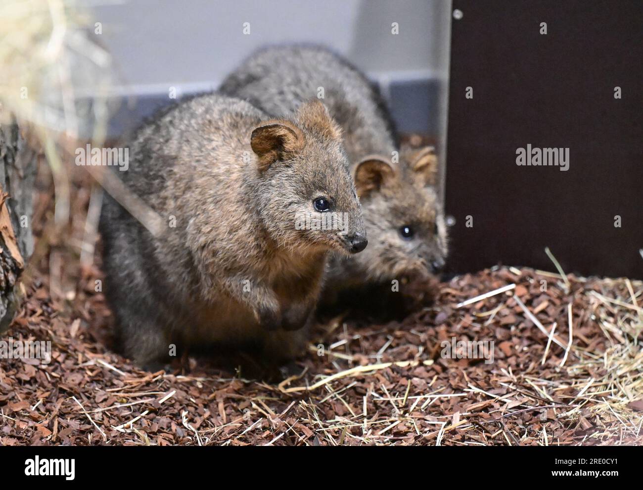 Stuttgart, Germany. 19th July, 2023. Two quokkas from Australia sit in ...