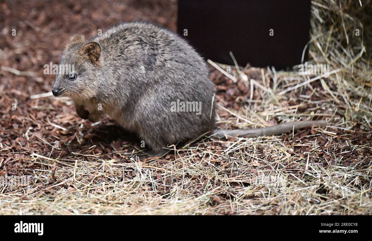 Stuttgart, Germany. 19th July, 2023. A quokka from Australia sits in ...