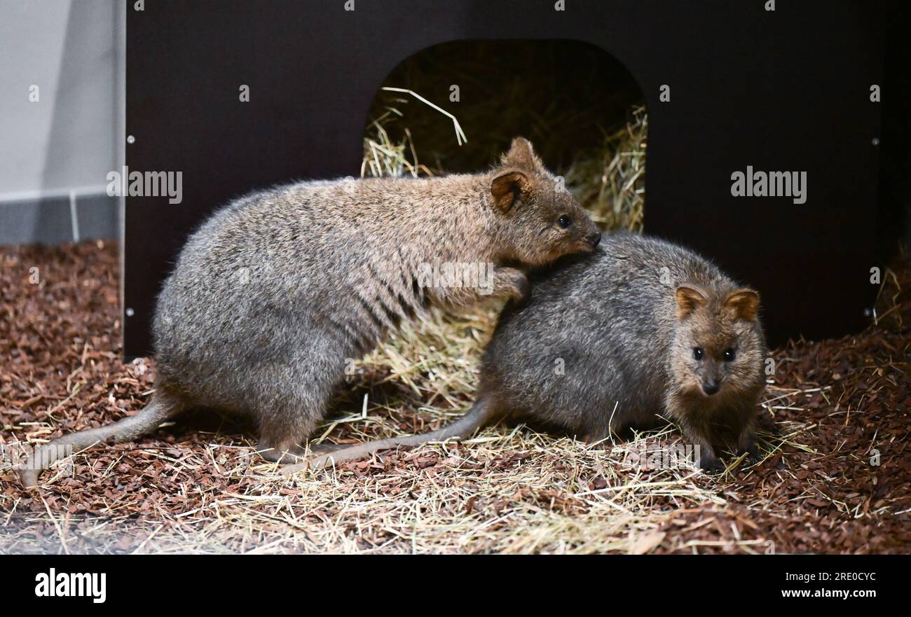 PRODUCTION - 19 July 2023, Baden-Württemberg, Stuttgart: Two quokkas ...