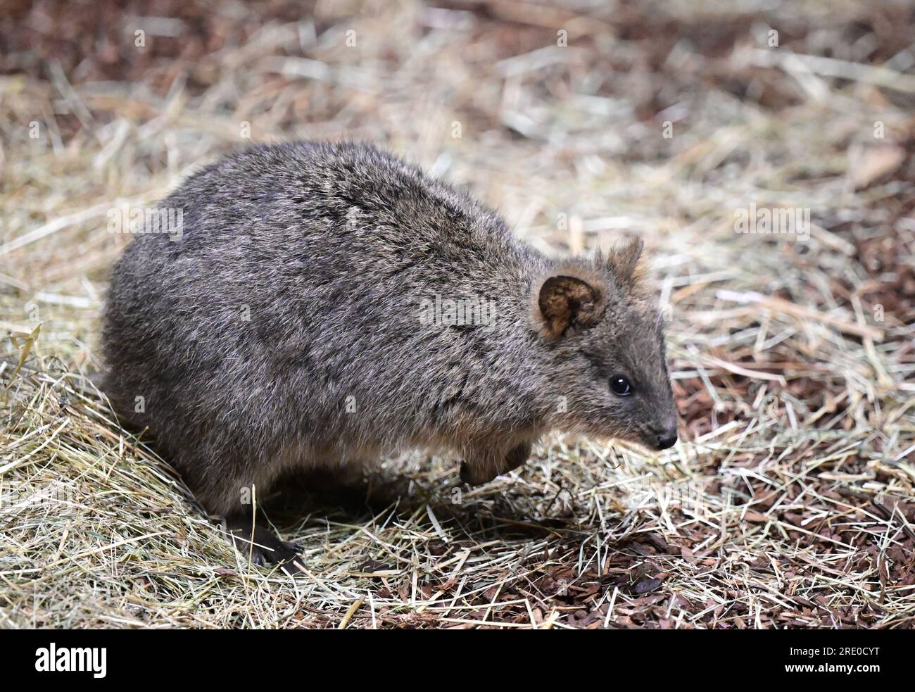 Stuttgart, Germany. 19th July, 2023. A quokka from Australia sits in ...