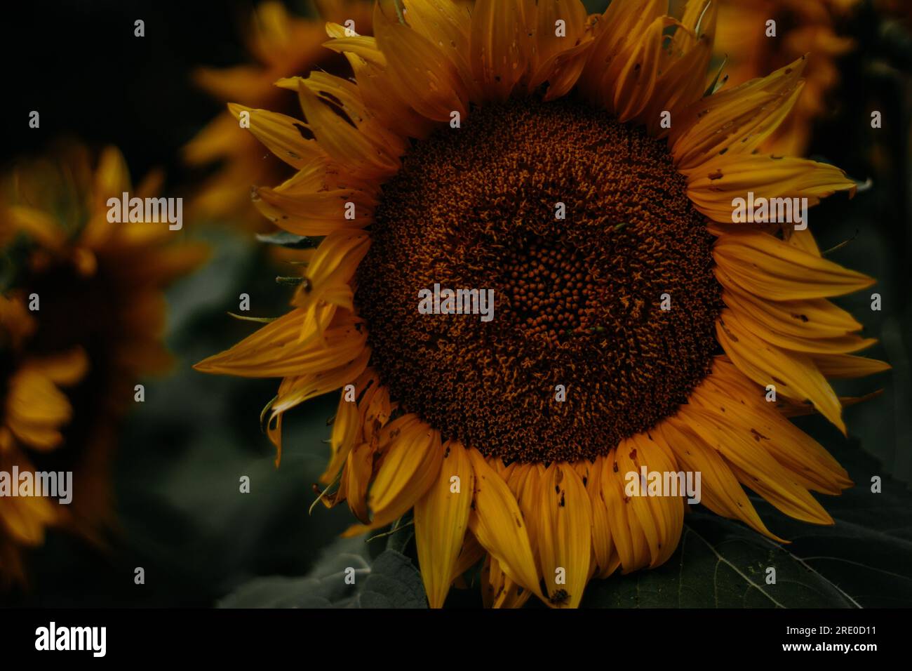 Fall in love with flowers hi-res stock photography and images - Alamy