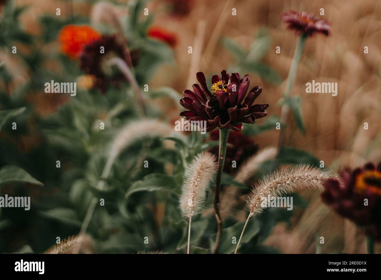 Wildflower colors hi-res stock photography and images - Alamy