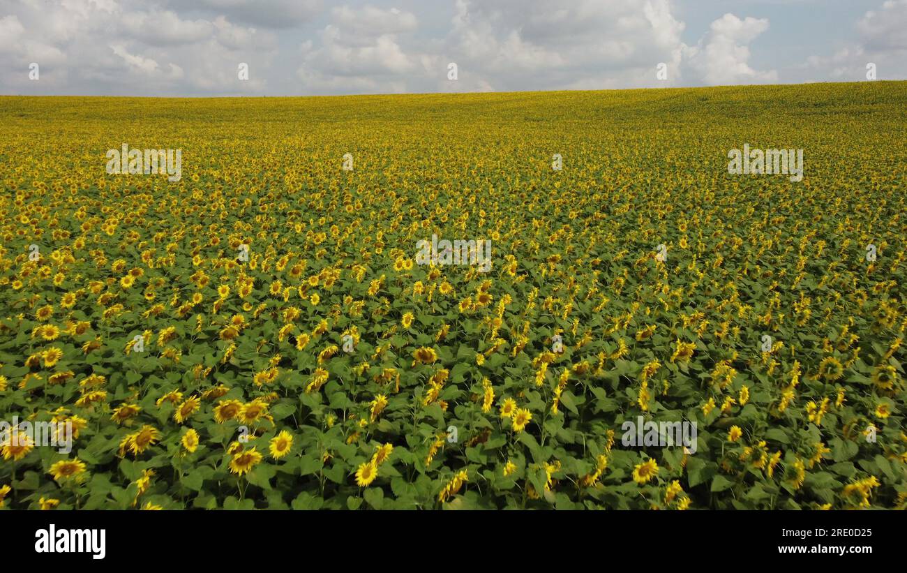Landscape field of sunflowers,sky, white clouds on a summer day ...