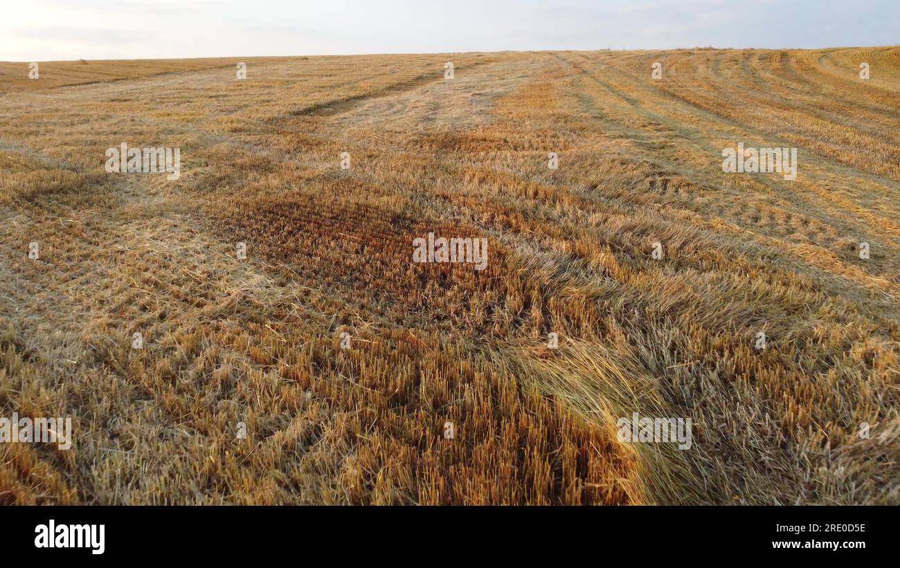 Field yellow dry stems from mowed harvested wheat on summer. Cut stems ...