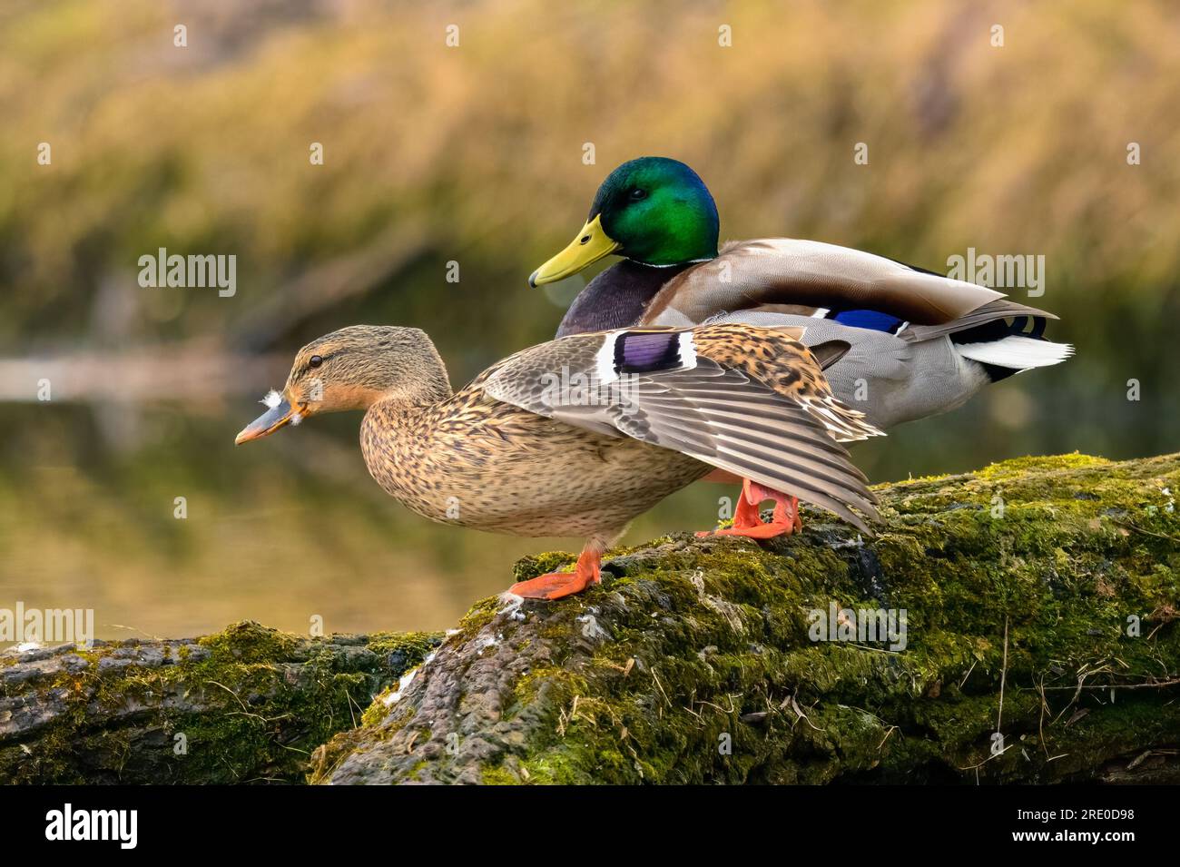 Male and female mallard sitting hi-res stock photography and images - Alamy