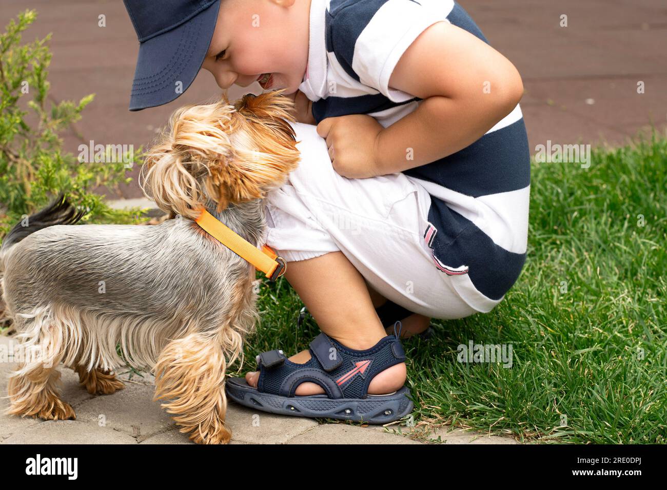 A little boy has fun playing with a dwarf dog of the Yorkstrasse ...