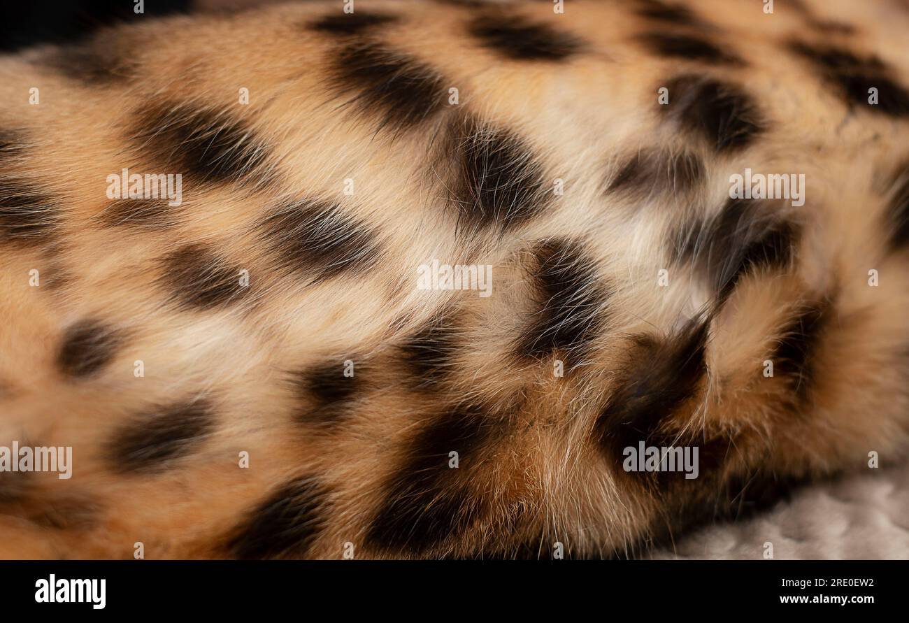 Leopard background. The body of a red spotted animal. Wool. Part of the ...