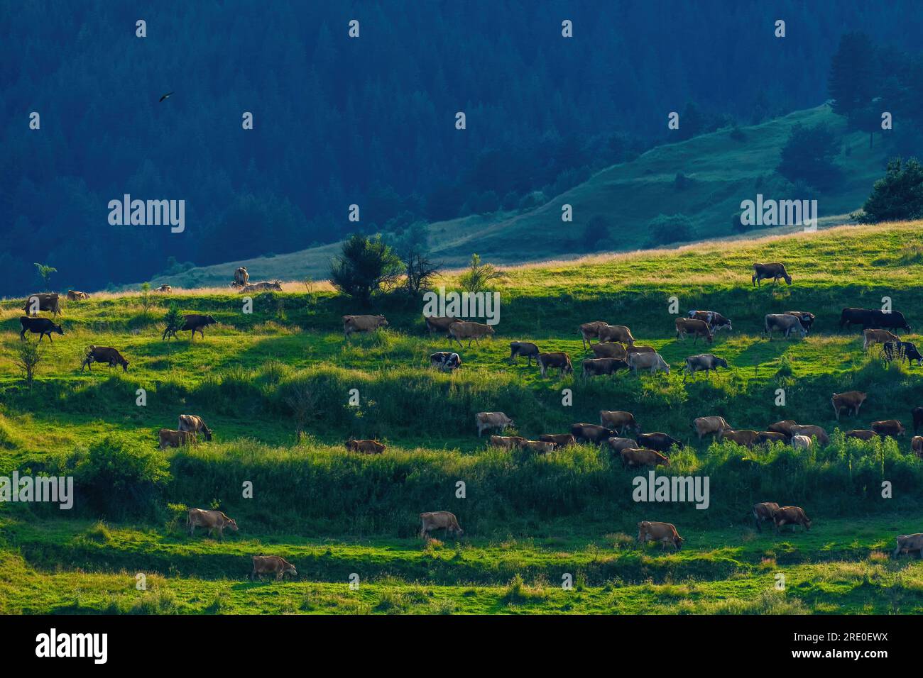 Meadow animals hi-res stock photography and images - Alamy