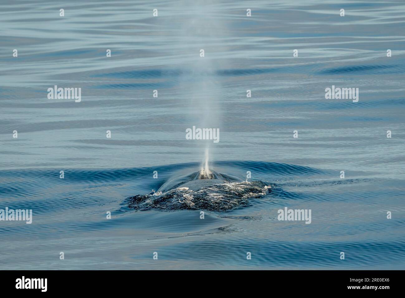 Balaenoptera physalus, the common fin whale navigates in front of the ...