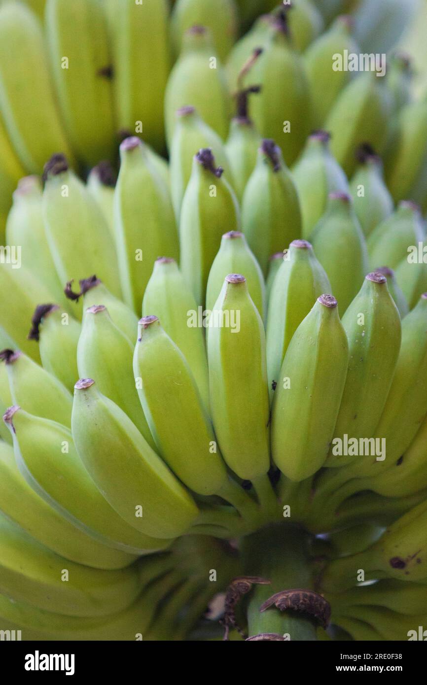 Bananas hanging from banana tree hi-res stock photography and images ...
