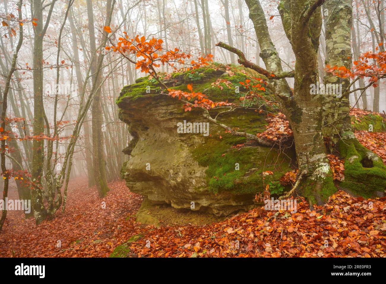 Beech forest of Roques Encantades, in Collsacabra, on a foggy autumn ...