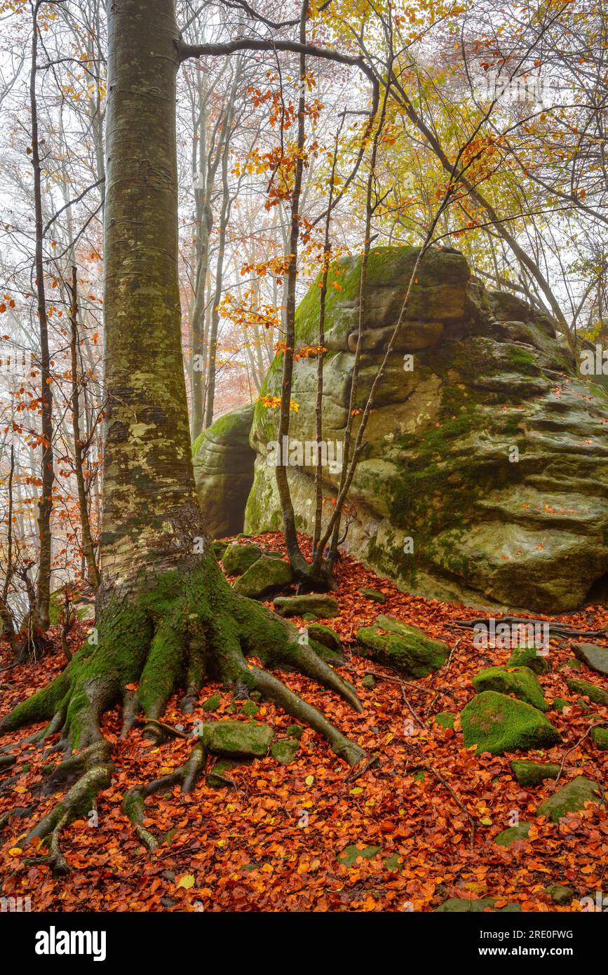 Fageda de les roques encantades hi-res stock photography and images - Alamy