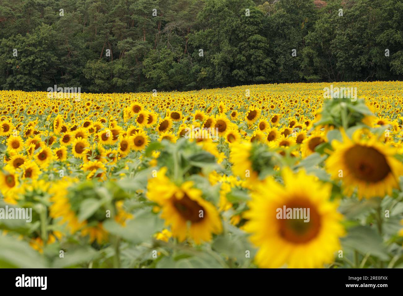 Sunflower field on the background of the forest. yellow flowers Stock ...