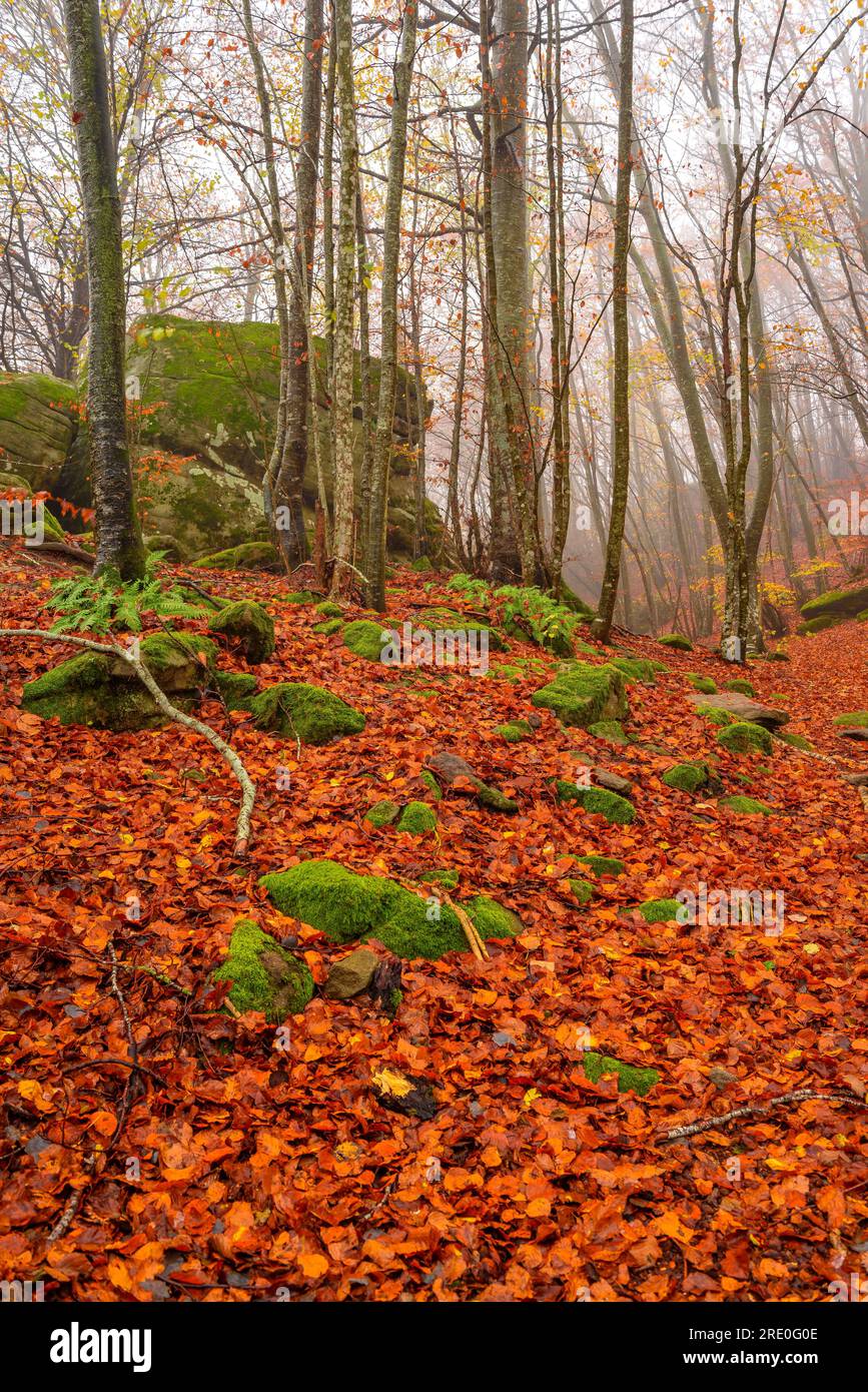 Beech forest of Roques Encantades, in Collsacabra, on a foggy autumn ...