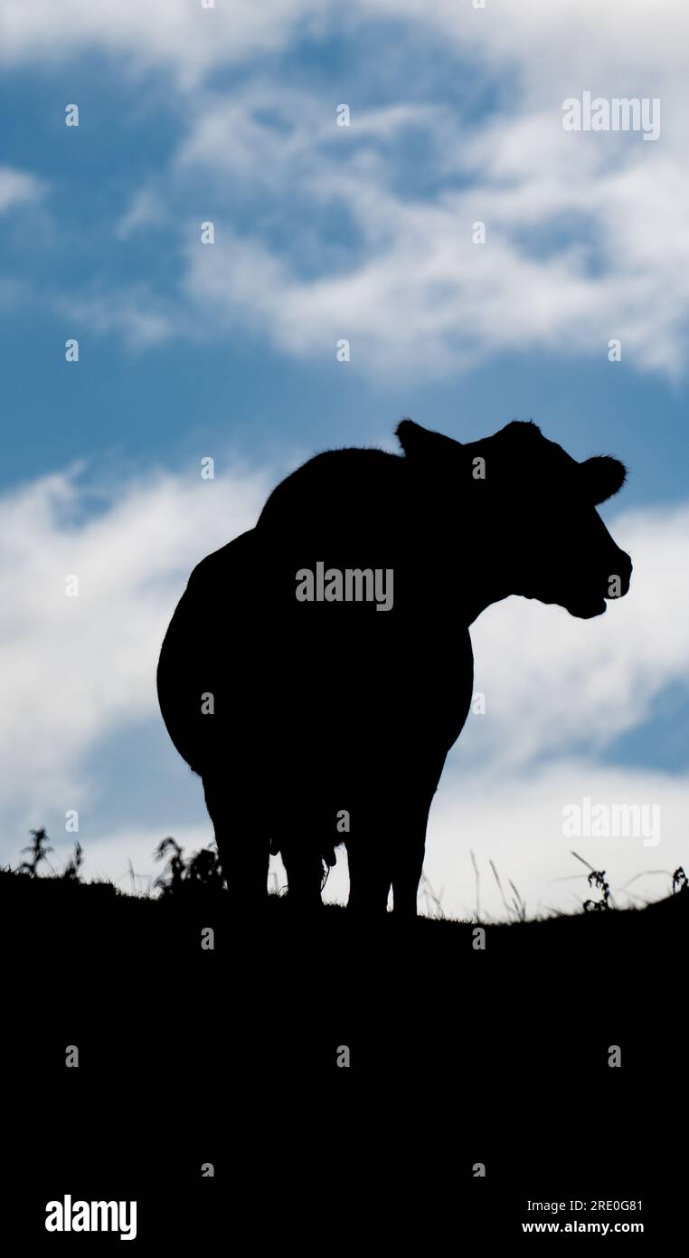 Aberdeen Angus Cow Stock Photo - Alamy