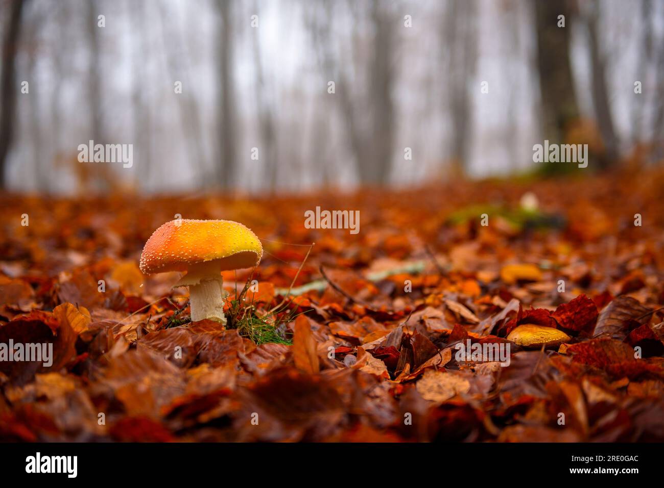 Seta amanita muscaria hi-res stock photography and images - Alamy