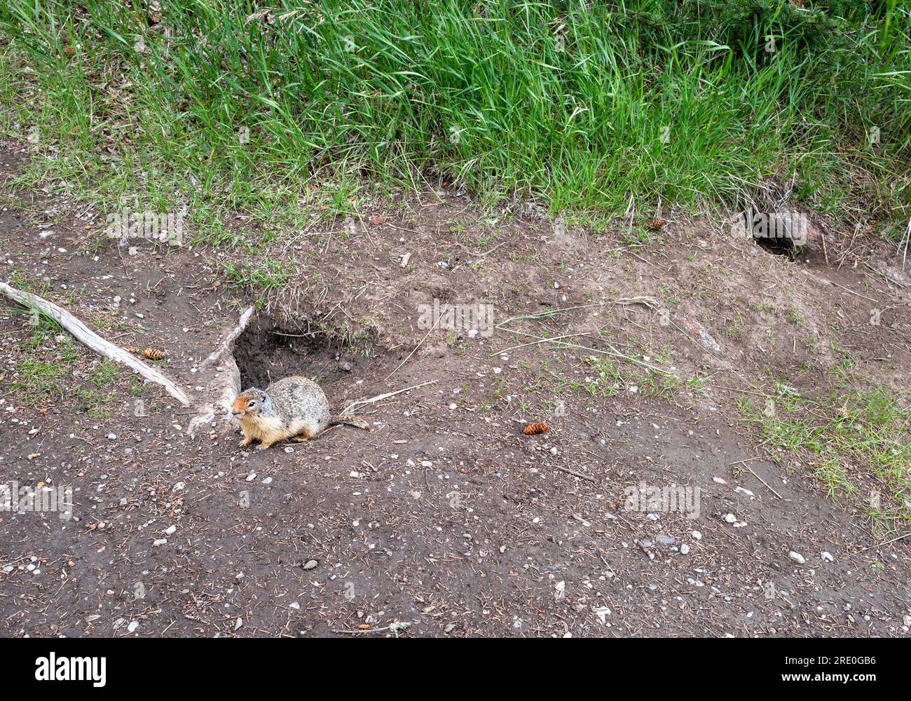 Columbian Ground Squirrel (Urocitellus columbianus) Exiting a Burrow ...