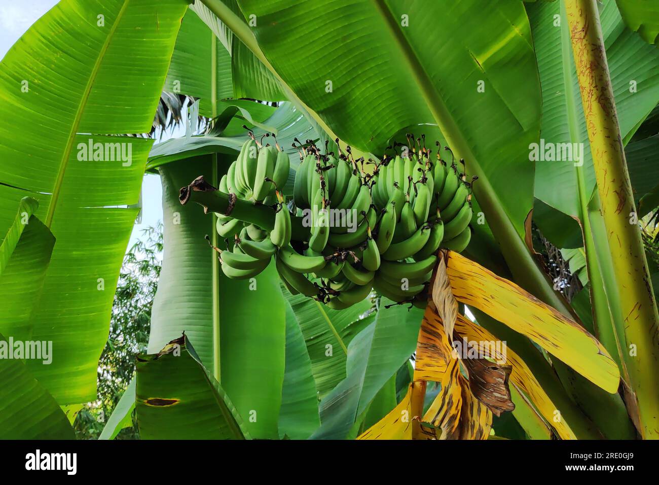 Bunch of bananas hanging from the tree Stock Photo - Alamy