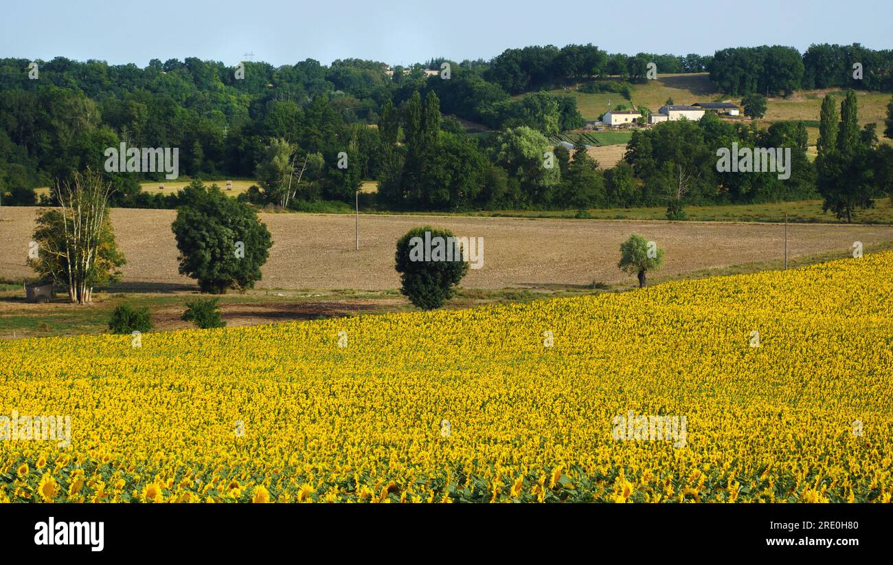 Sunflower field on a summer day, village of Monflanquin, South- West ...