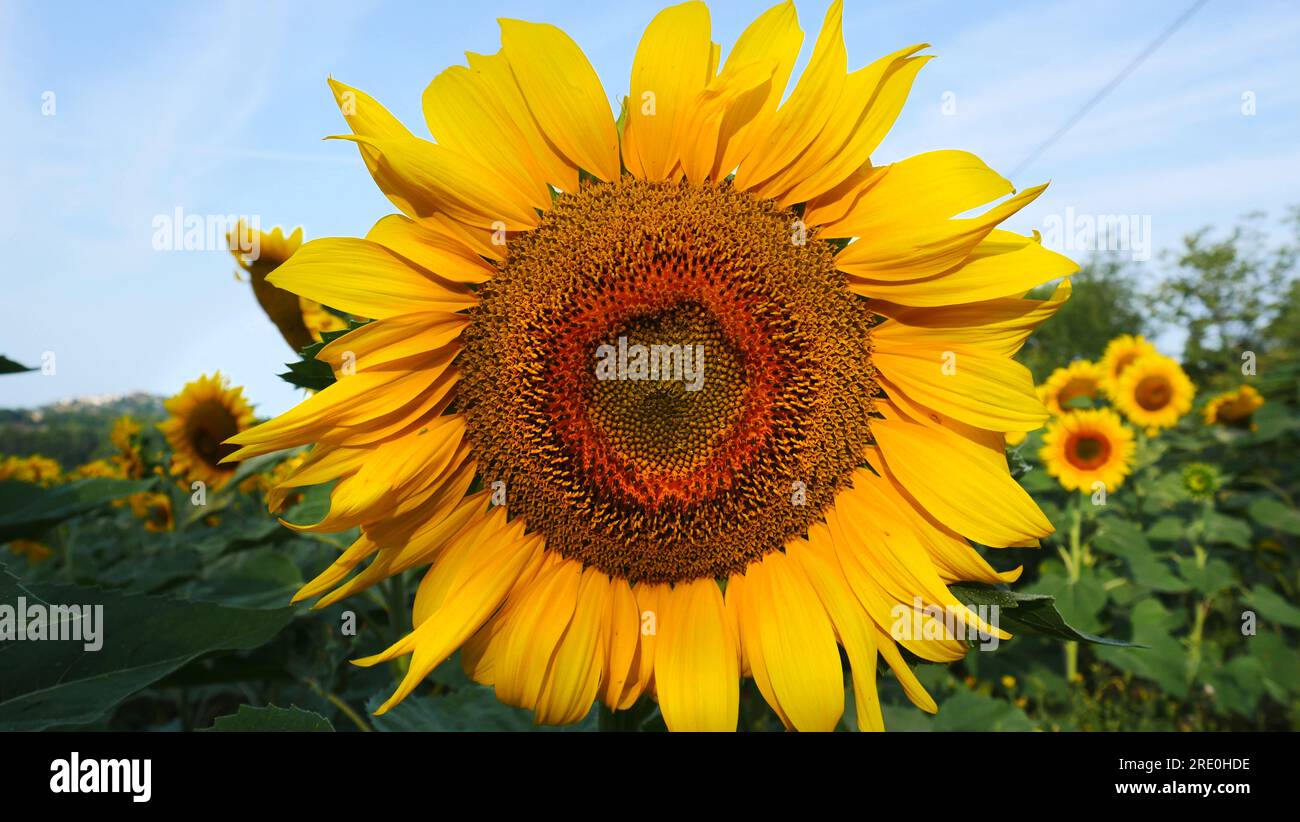 Sunflower field on a summer day, village of Monflanquin, South- West ...