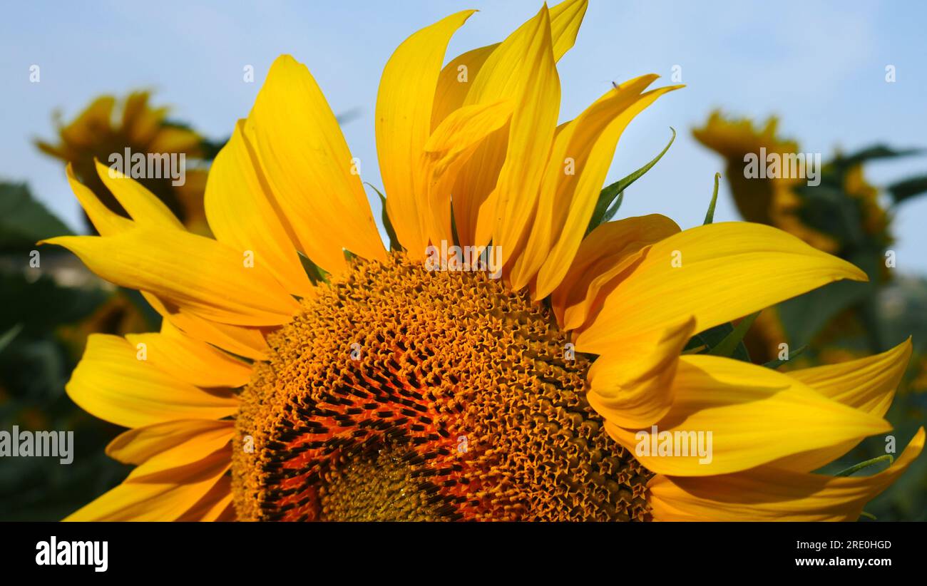 Sunflower field on a summer day, village of Monflanquin, South- West ...