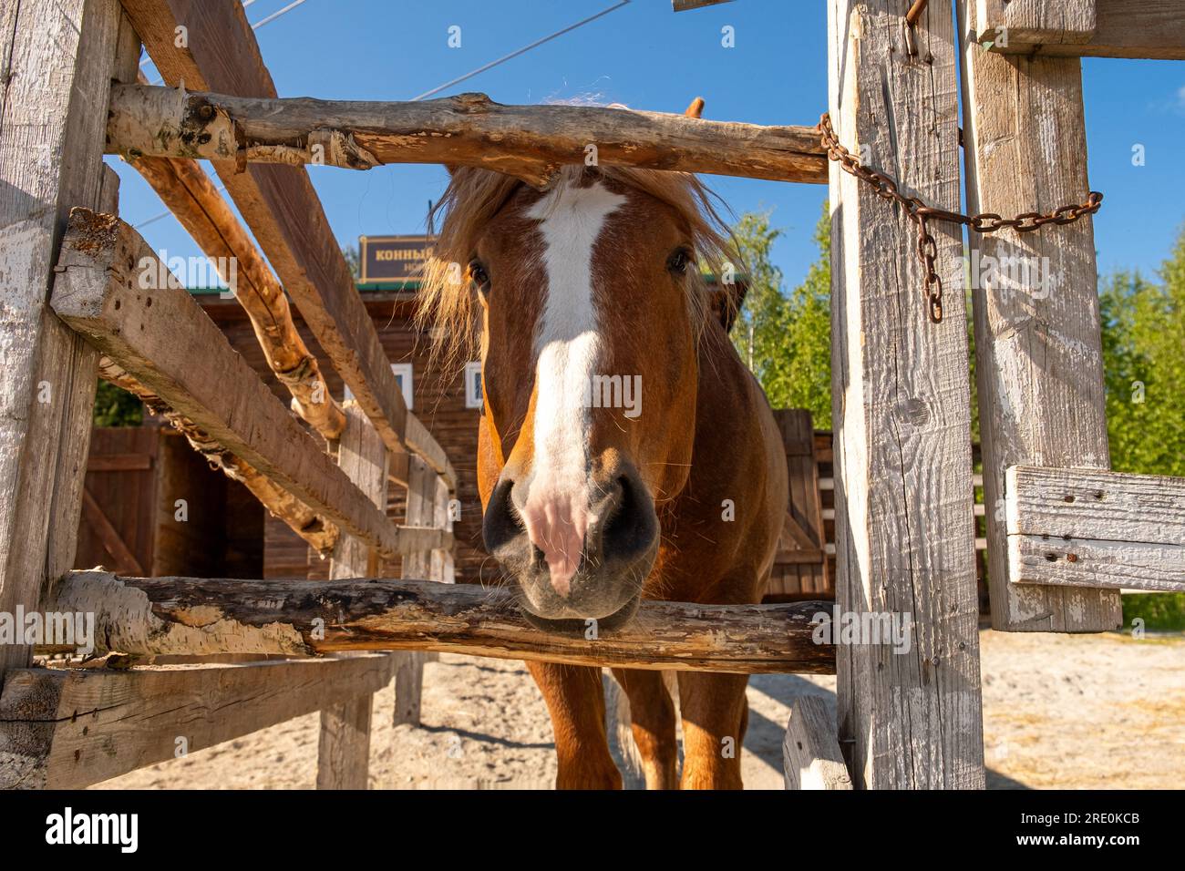 Racecourse concept. Modern animal livestock. Brown horse stallions in ...