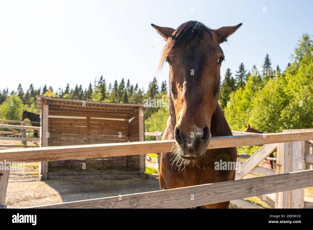 Racecourse concept. Modern animal livestock. Brown horse stallions in ...