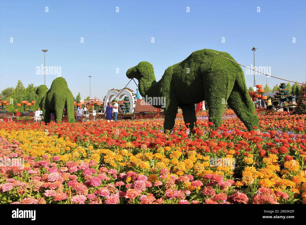 Seljuk Flower Garden is located in Selcuklu district of Konya. Camel ...