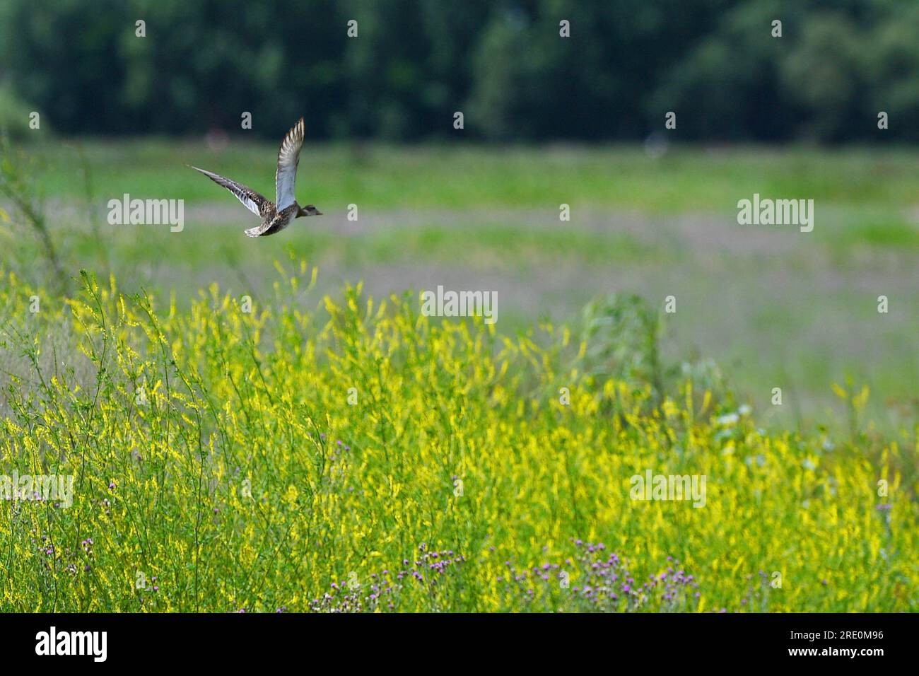 Mallard duck flies over hi-res stock photography and images - Alamy