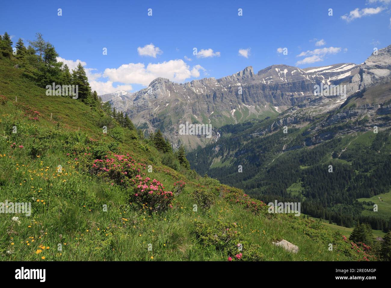 Blooming alpine roses in the Saanenland Valley, Switzerland Stock Photo ...