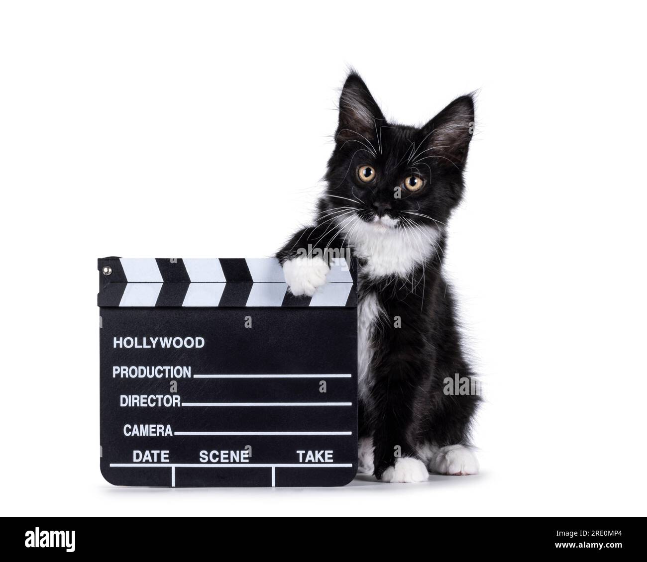 Adorable black with white tuxedo Maine Coon cat kitten, sitting up ...