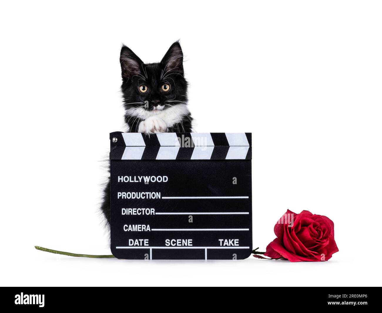 Adorable black with white tuxedo Maine Coon cat kitten, sitting up ...