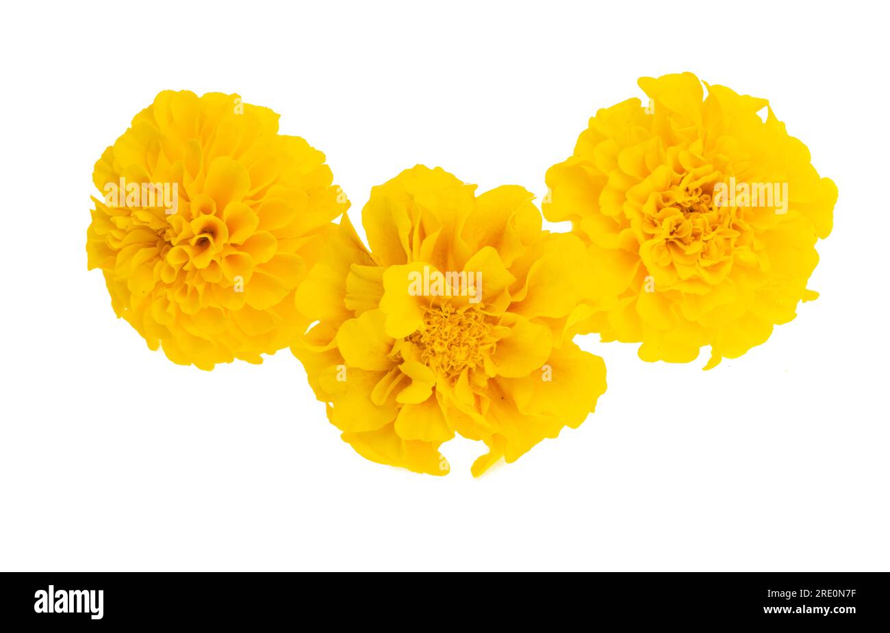 marigolds isolated on white background Stock Photo - Alamy