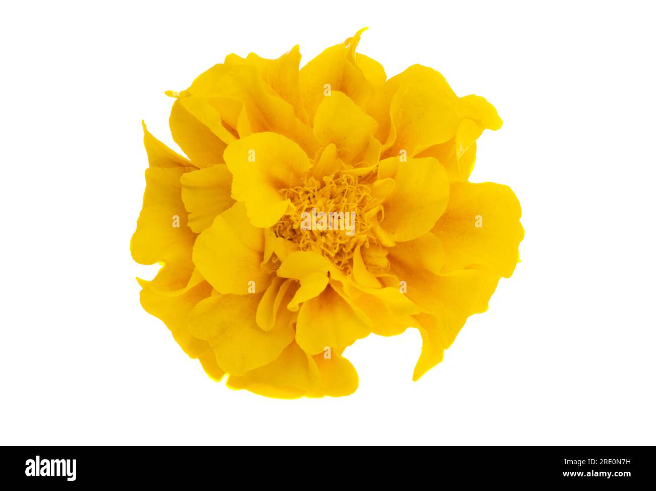 marigolds isolated on white background Stock Photo - Alamy