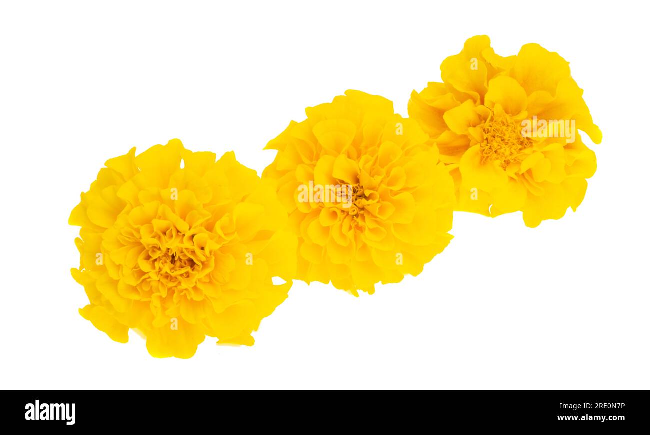 marigolds isolated on white background Stock Photo - Alamy
