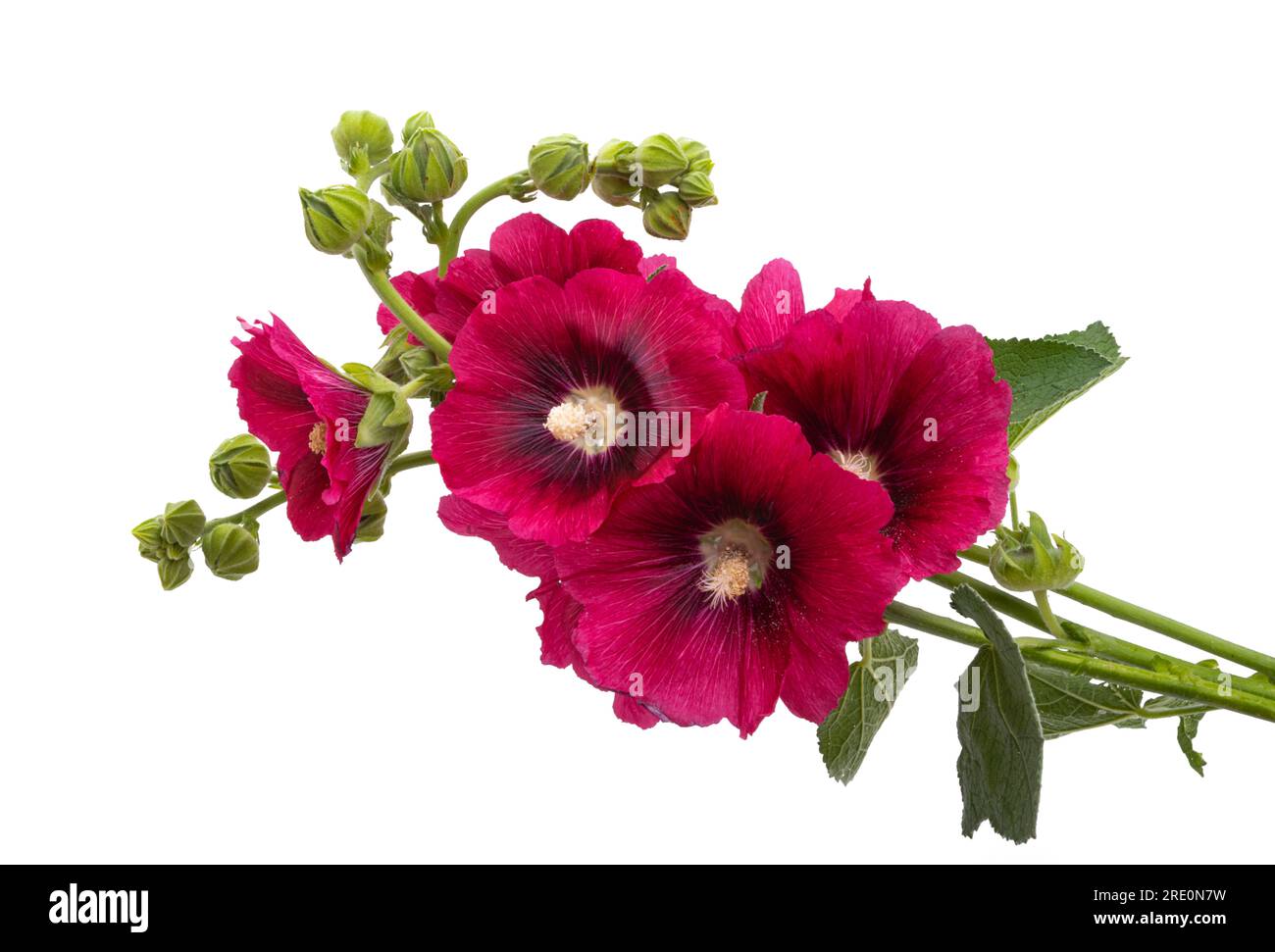 red mallow flowers isolated on white background Stock Photo - Alamy